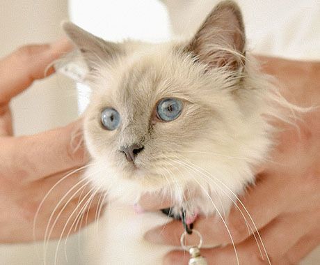 Veterinarian Little Elm, Frisco, Prosper | SimpleVet Pet Hospital