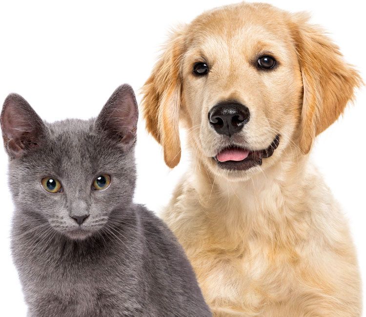 Veterinarian Little Elm, Frisco, Prosper | SimpleVet Pet Hospital